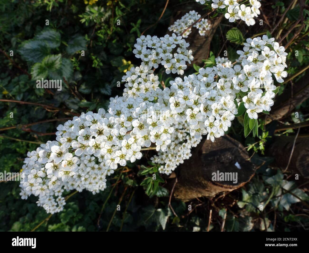 Spirea arguta hi-res stock photography and images - Alamy
