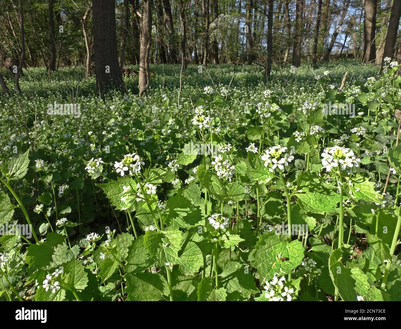 garlic mustard (Alliaria petiolata, Syn. Alliaria officinalis), in a ...