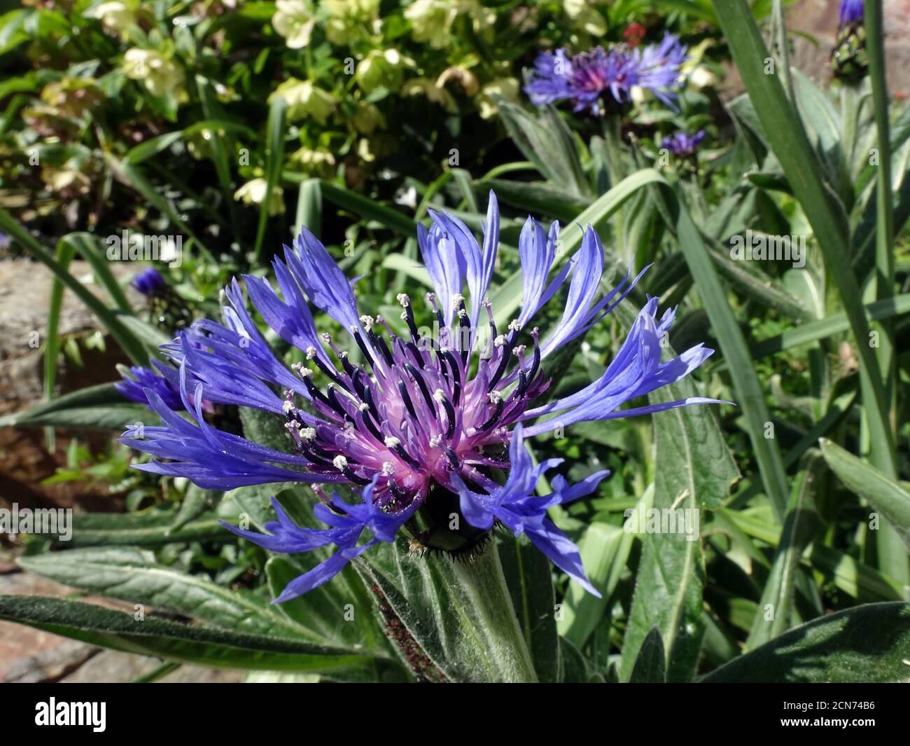 blue of blossom of mountain cornflower (Cyanus montanus, Syn. Centaurea ...