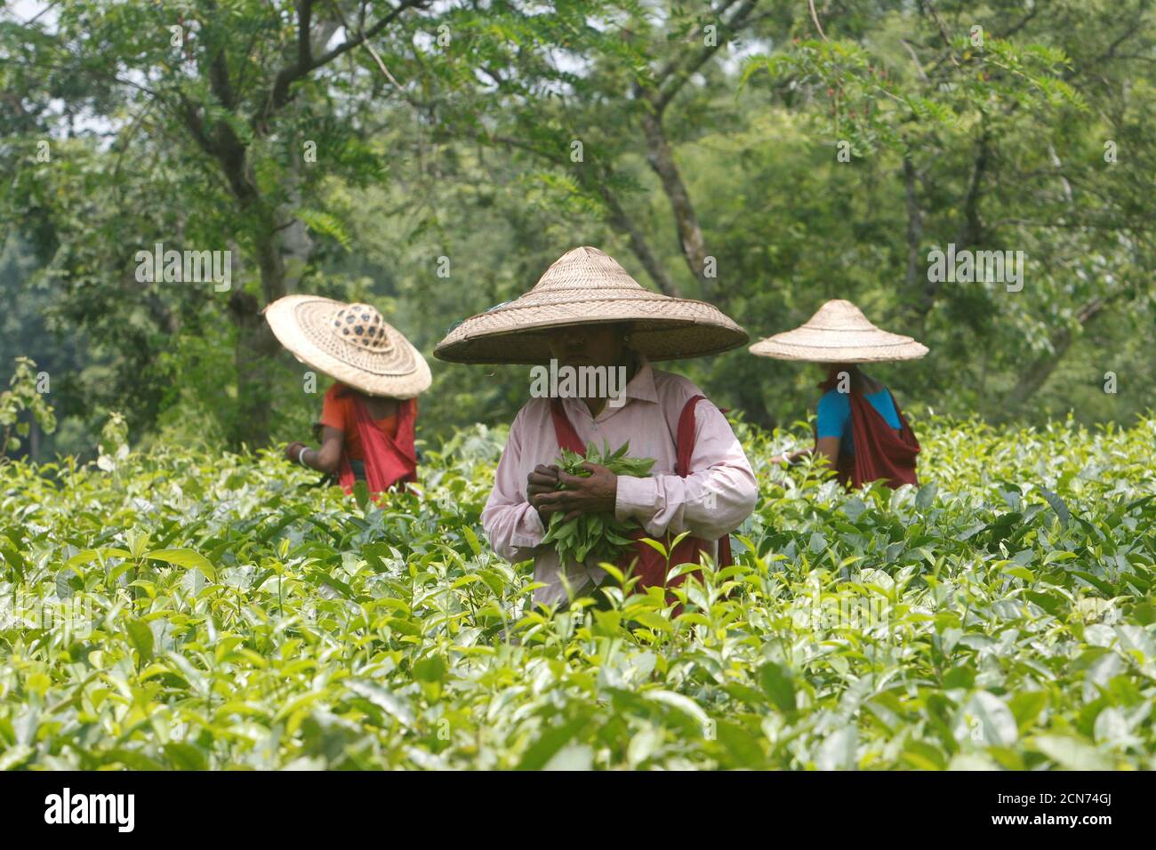 Durgabari tea estate hi-res stock photography and images - Alamy