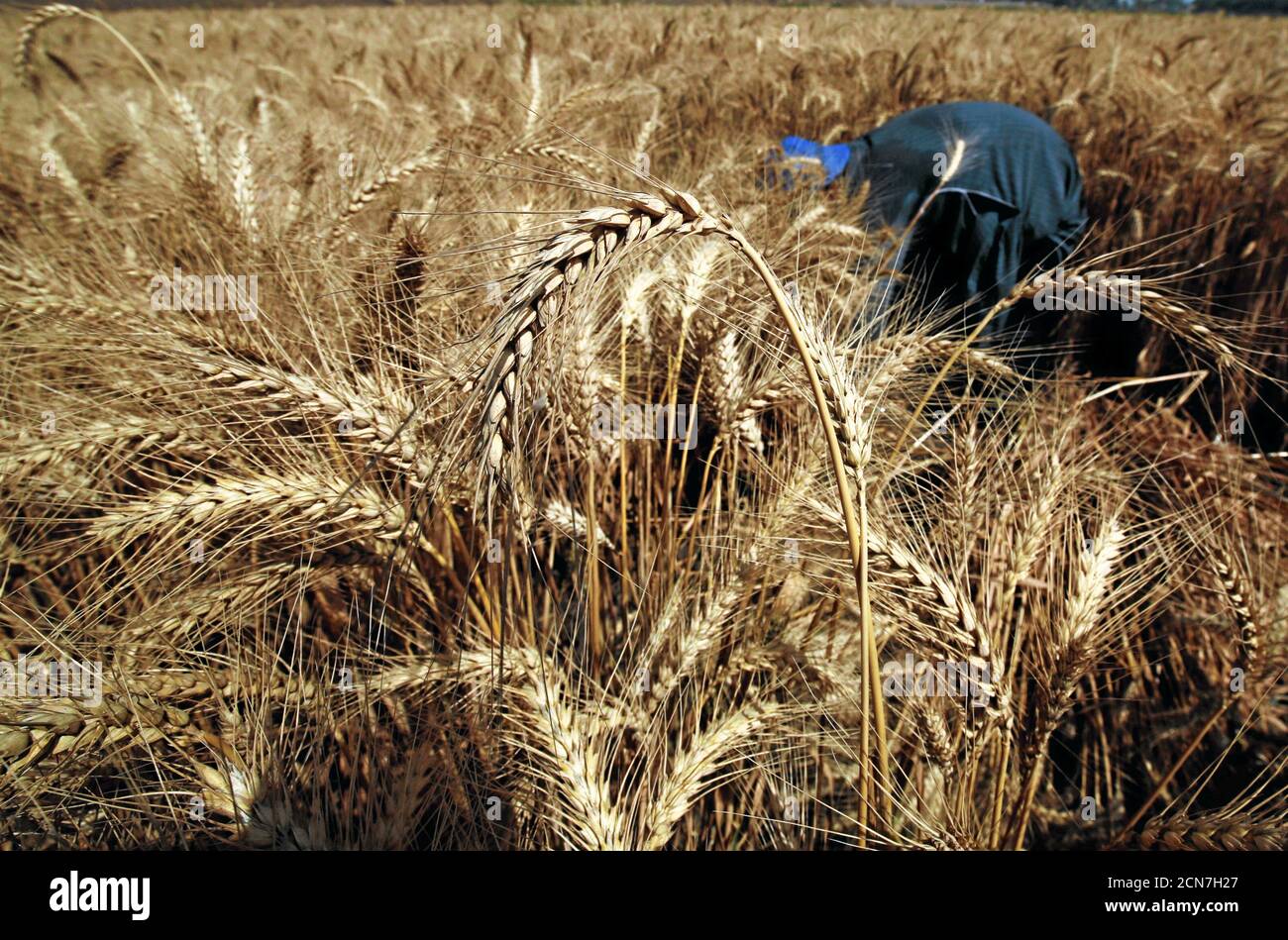 Ergot on hi-res stock photography and images - Alamy