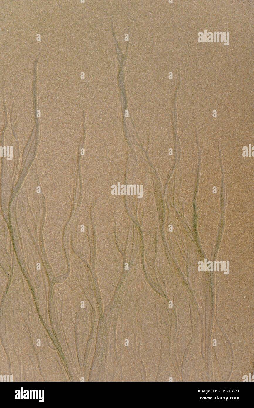 Natural Sand Art of the Beach atlantic ocean Stock Photo - Alamy