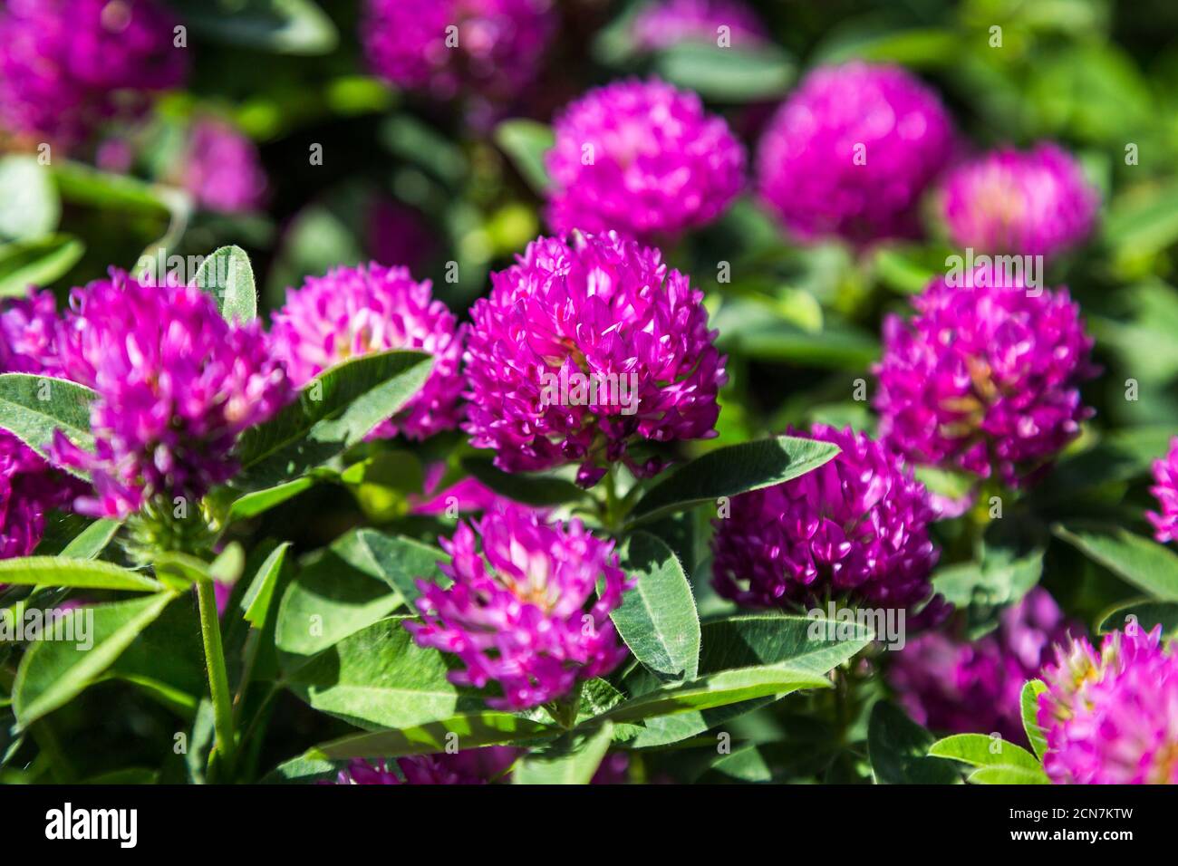 Medicinal plant clover Stock Photo - Alamy