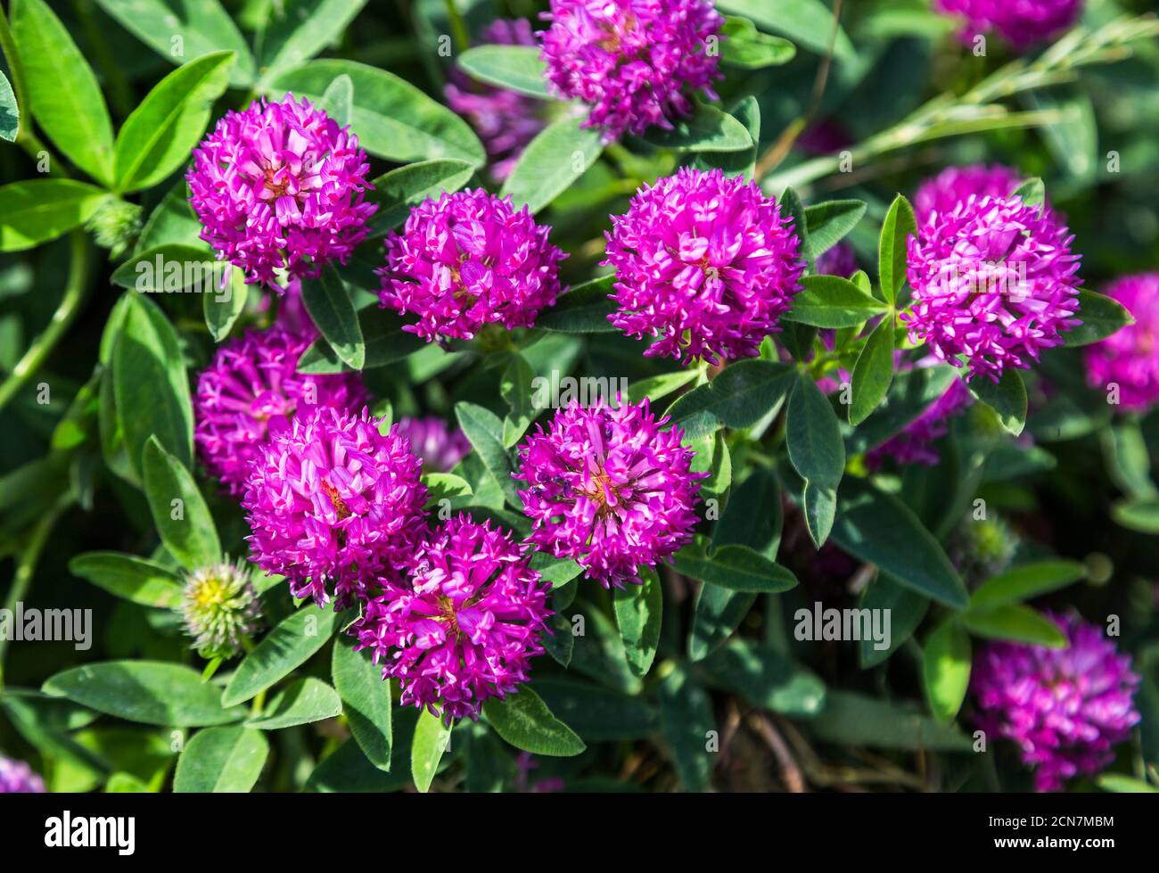 Medicinal plant clover Stock Photo - Alamy