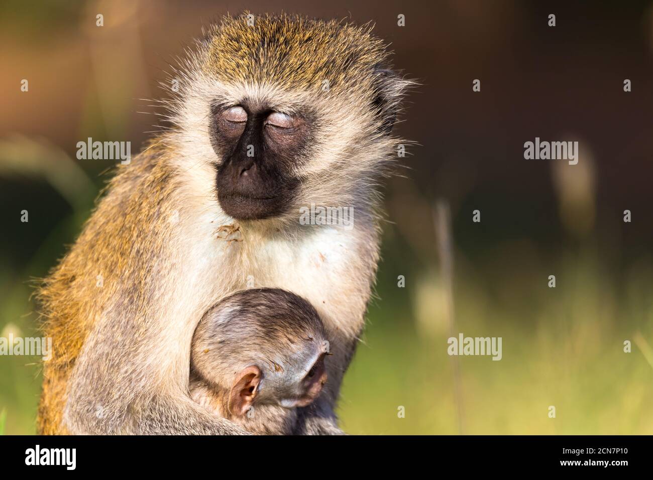 A mother monkey sits with a baby in her arms Stock Photo - Alamy