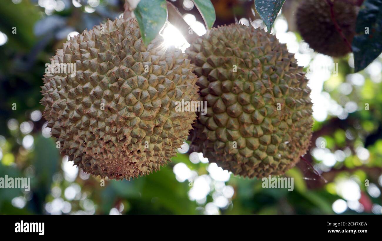 Durian tree with fruits hi-res stock photography and images - Alamy