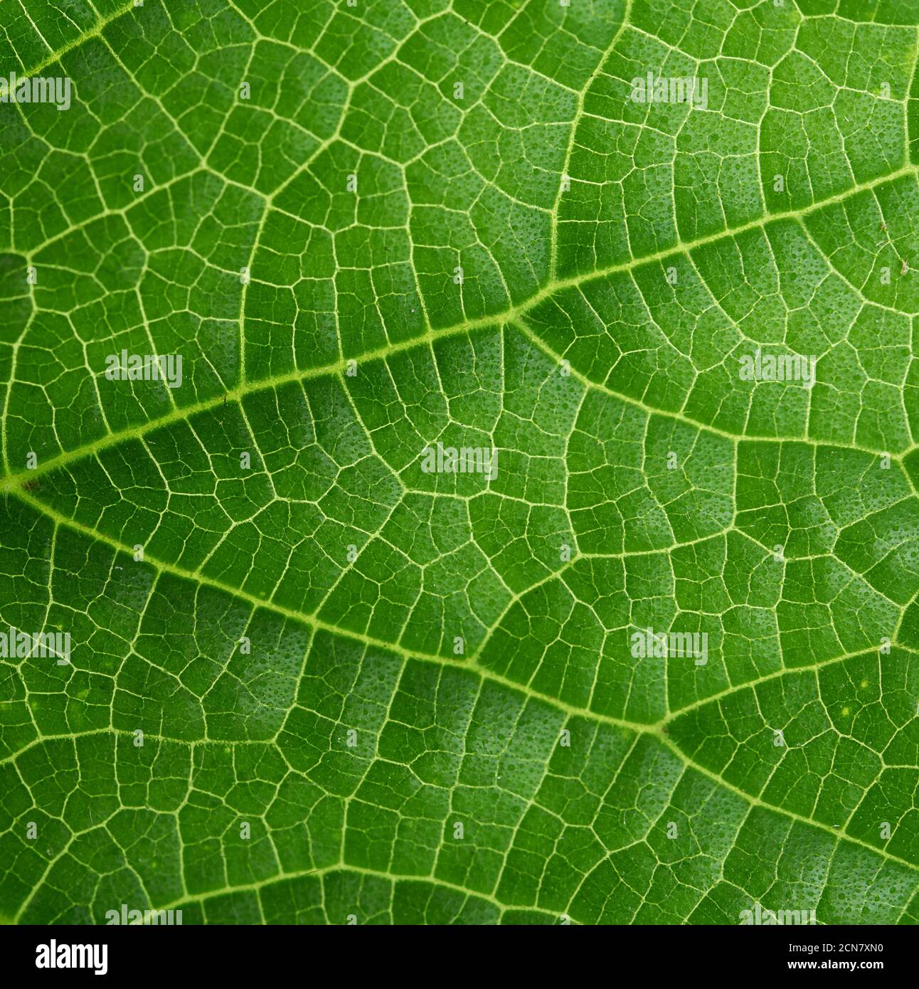 Cucumber texture hi-res stock photography and images - Alamy