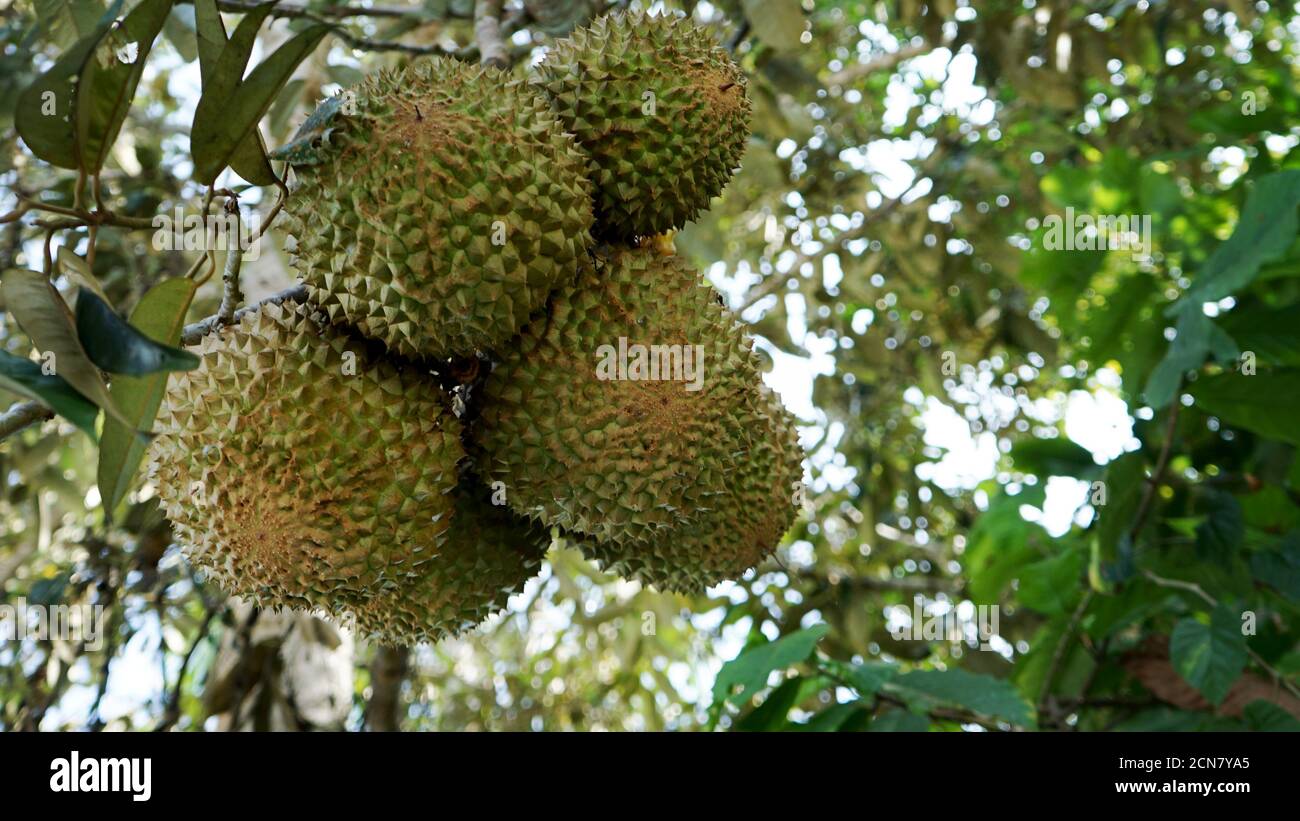 Durian tree hi-res stock photography and images - Alamy