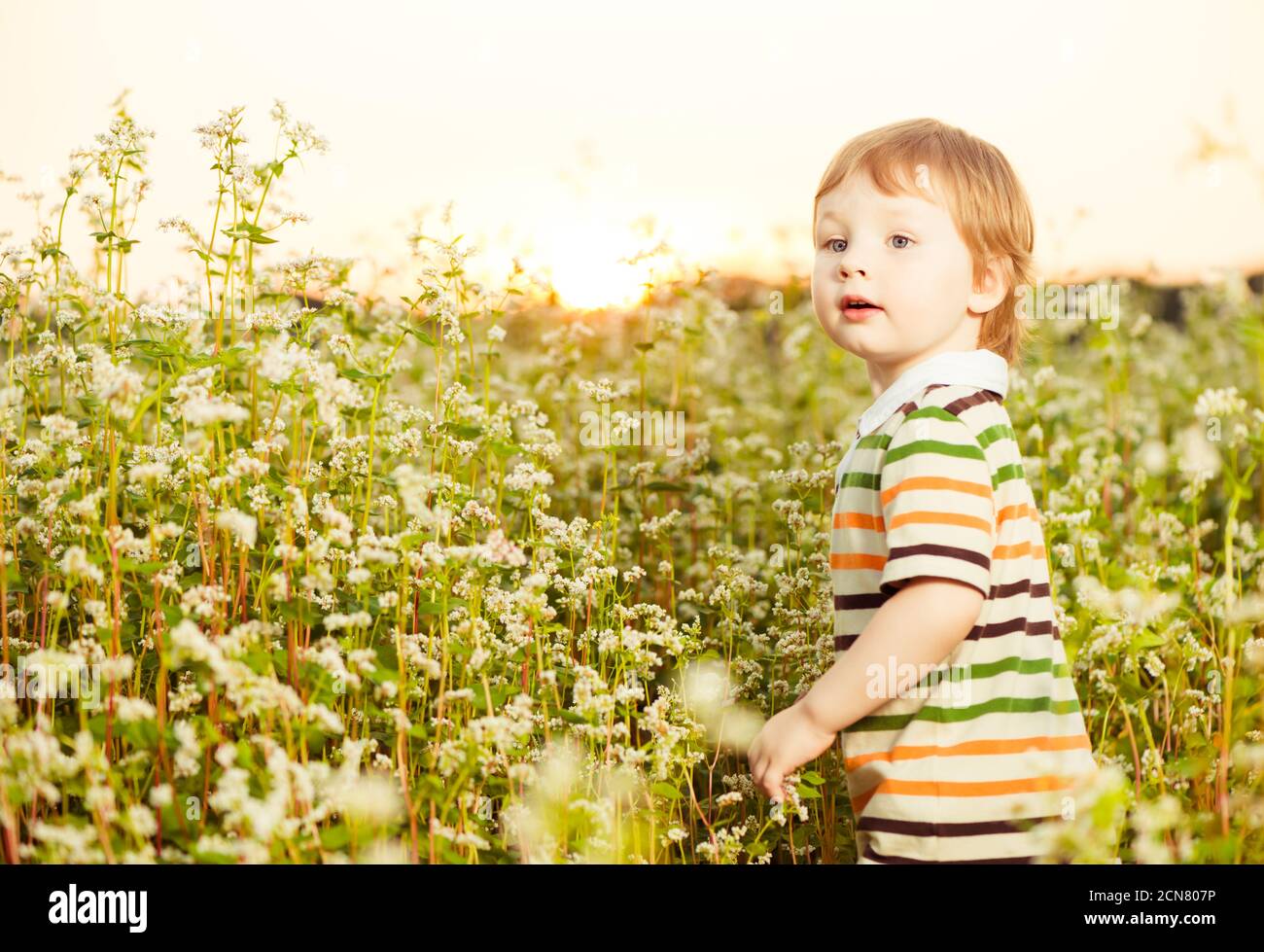 little boy portrait on farmland field plants at summer sunset Stock ...