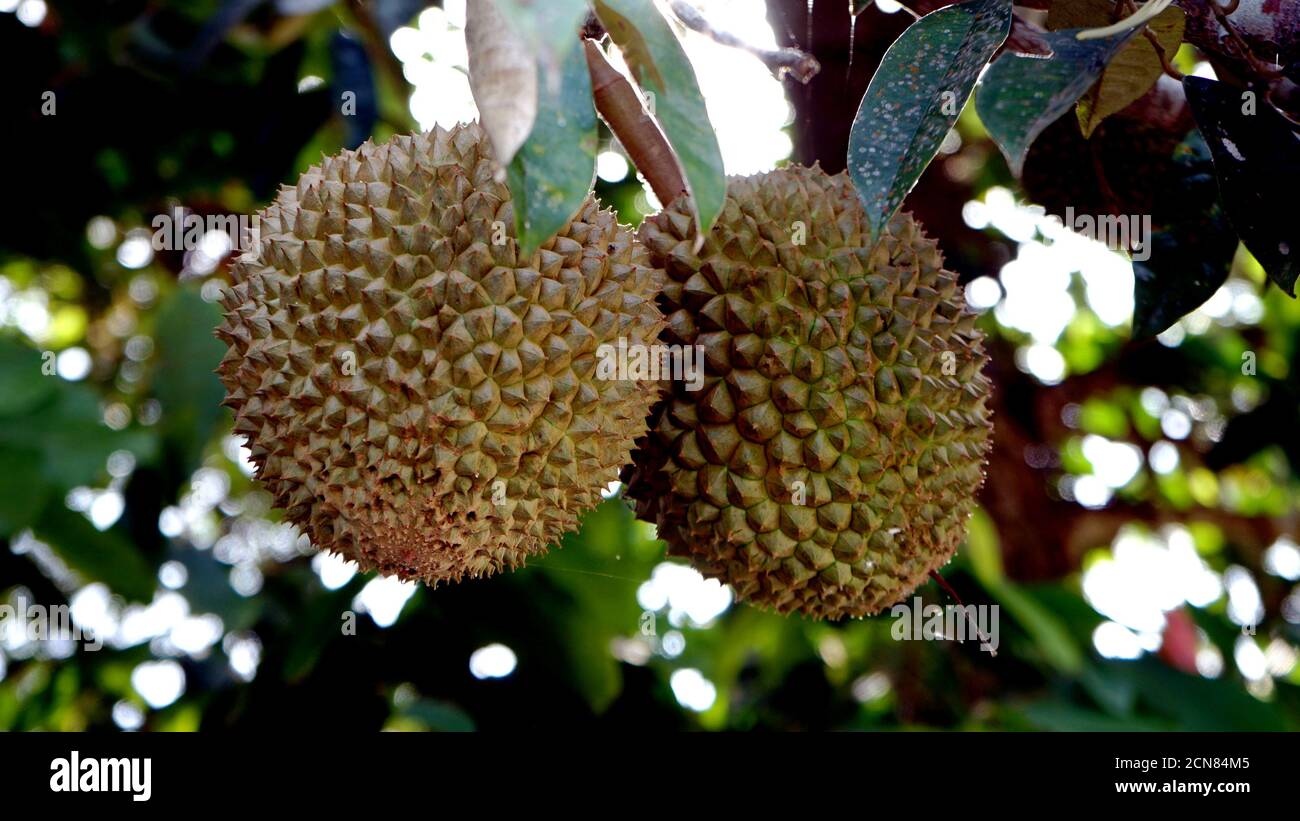 Durian tree hi-res stock photography and images - Alamy
