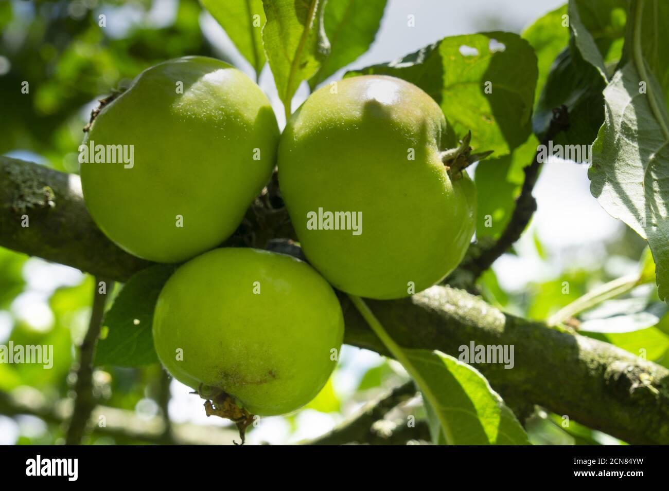 Apple is the pomaceous fruit of the apple tree hi-res stock photography ...