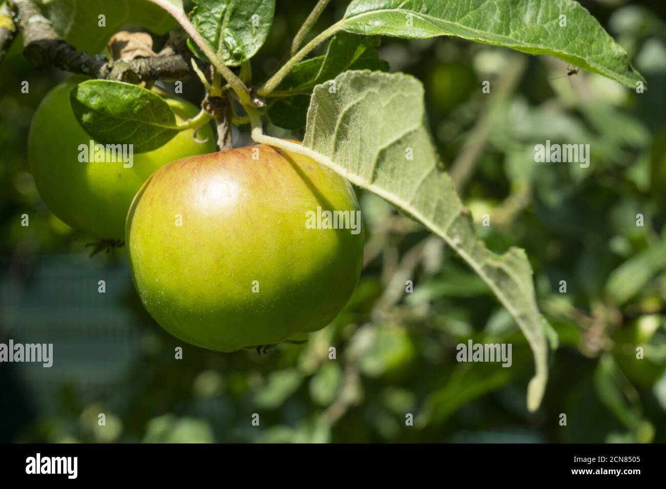 Apple tree no fruit hi-res stock photography and images - Alamy