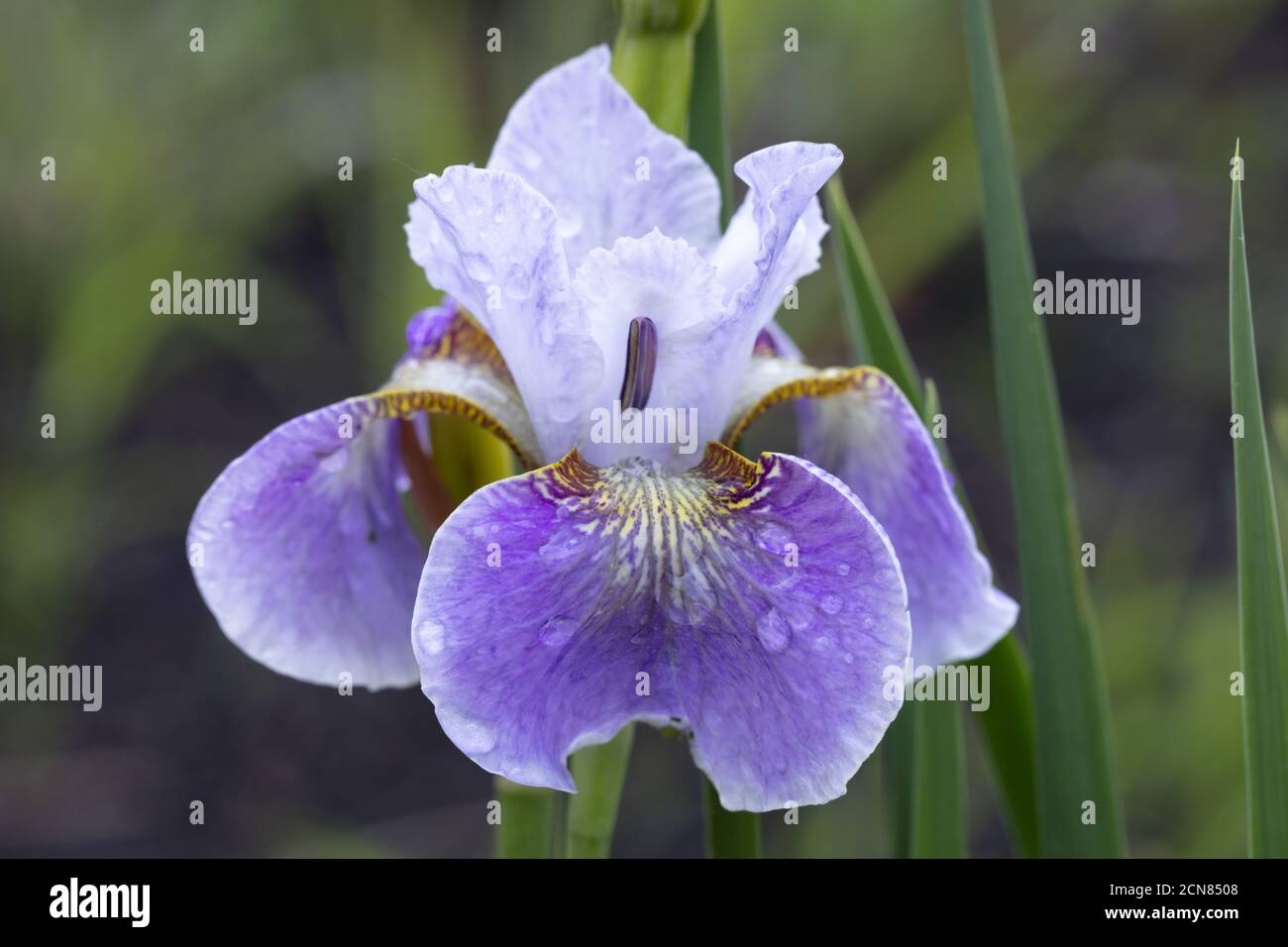 Bloom of a flag Stock Photo - Alamy