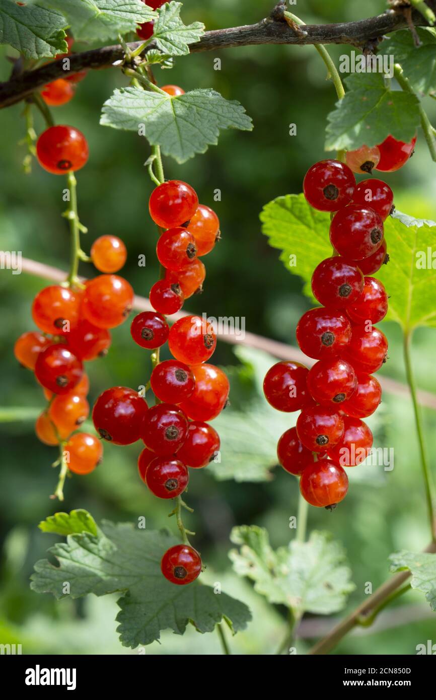 Red currant at the shrub Stock Photo - Alamy
