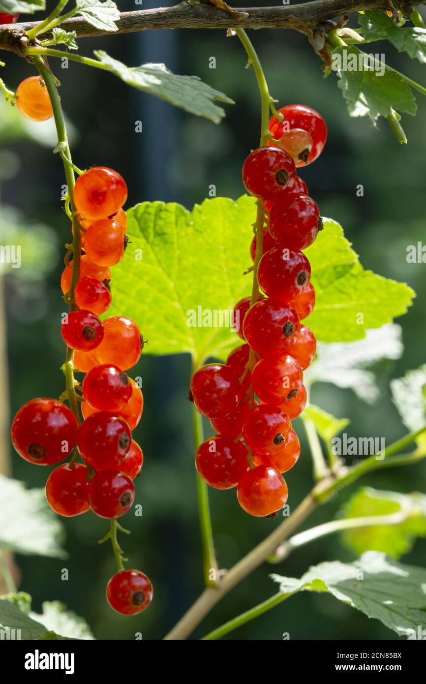 Red currant at the shrub Stock Photo - Alamy