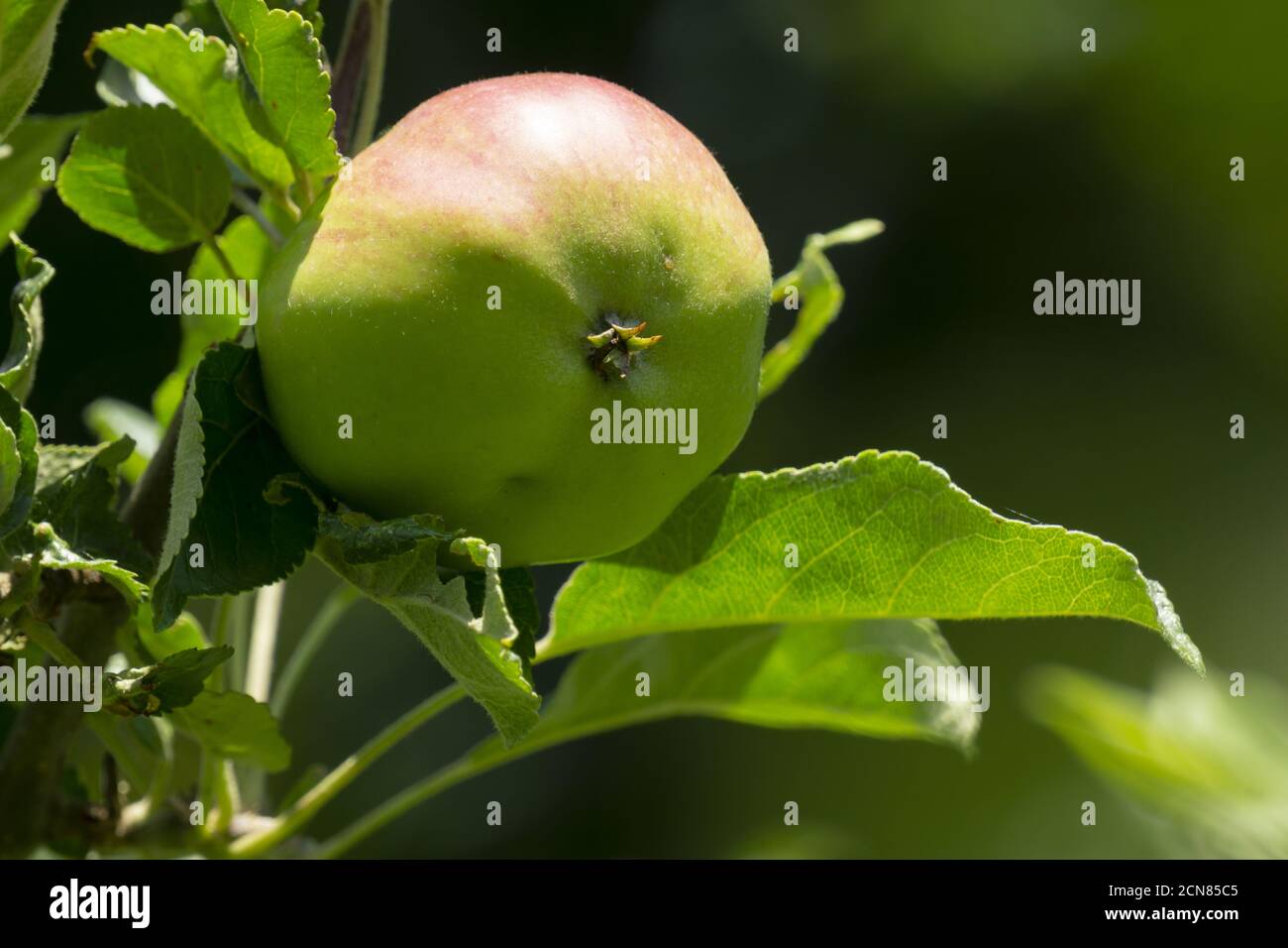 Apple is the pomaceous fruit of the apple tree hi-res stock photography ...