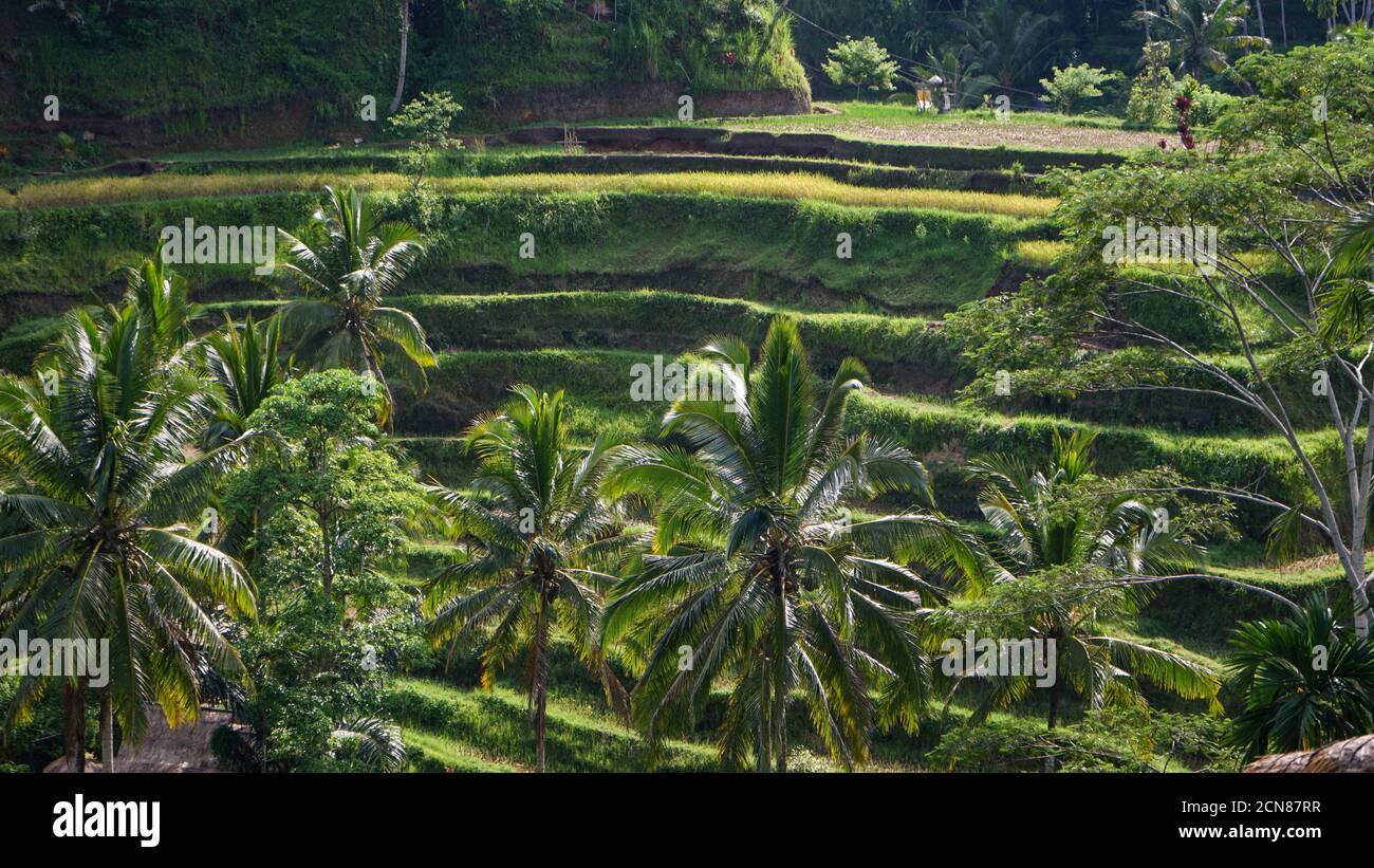 Rice terraces and coconut trees Stock Photo - Alamy