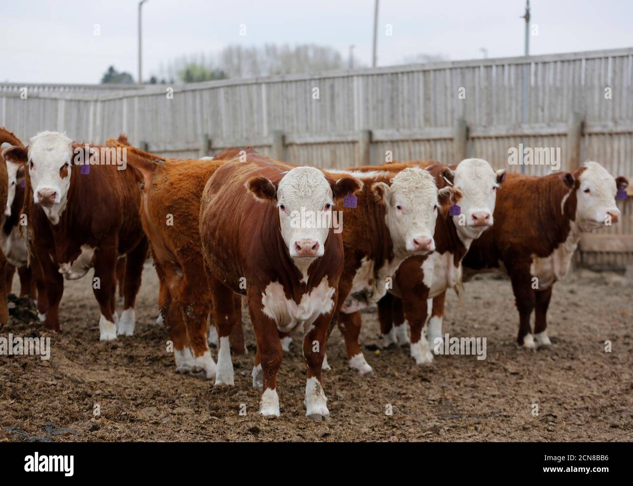 Beef feedlot canada hi-res stock photography and images - Alamy