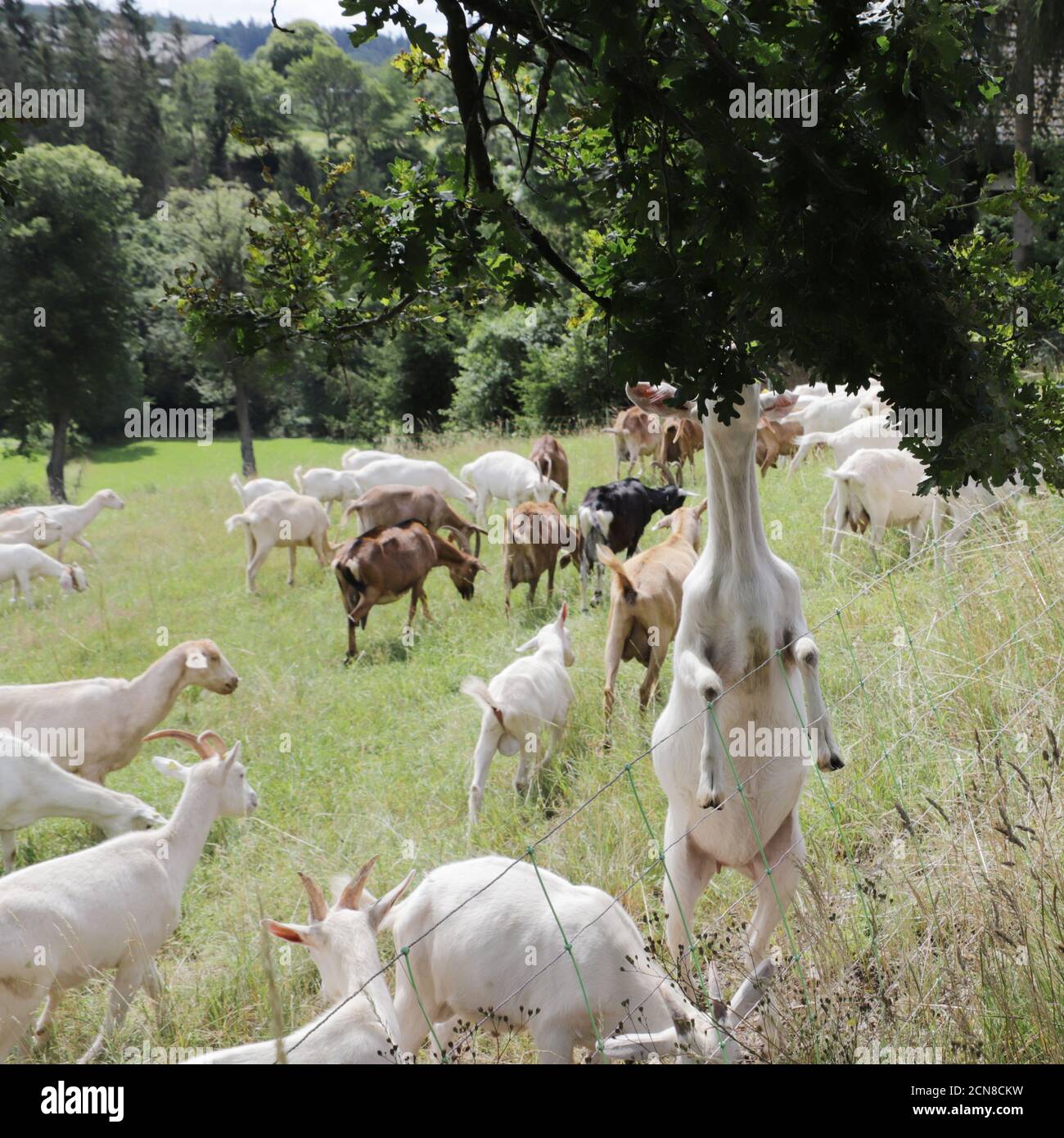 Flock of domestic goats (Capra aegagrus hircus) on pasture Stock Photo ...