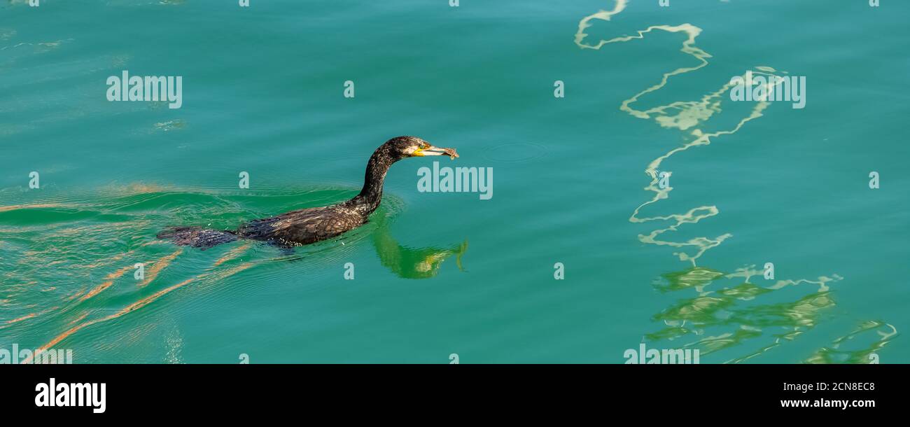 Cormoran diving hi-res stock photography and images - Alamy