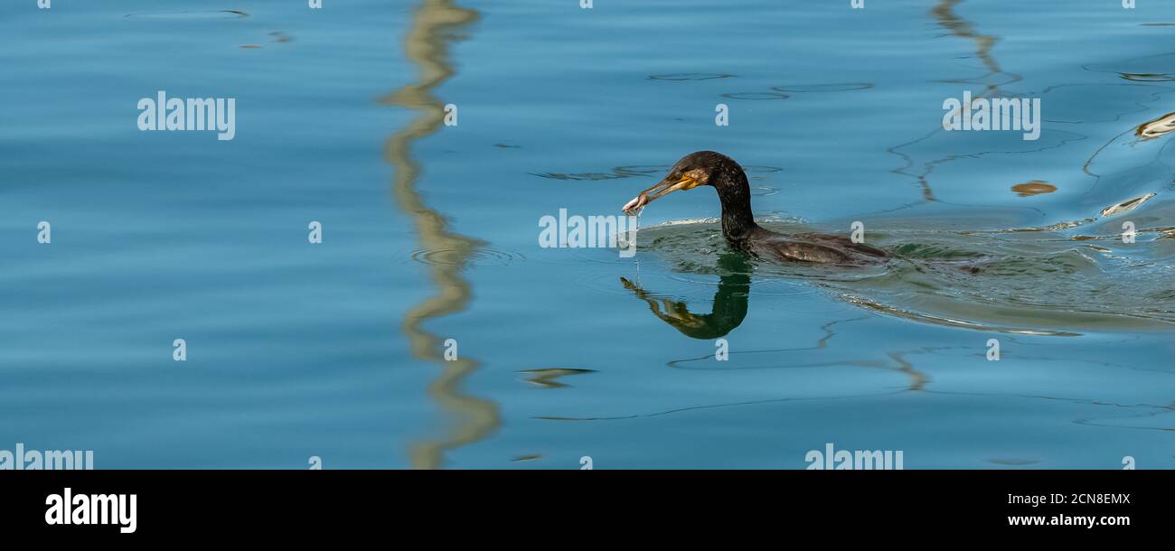 Cormorant catching a fish hi-res stock photography and images - Alamy
