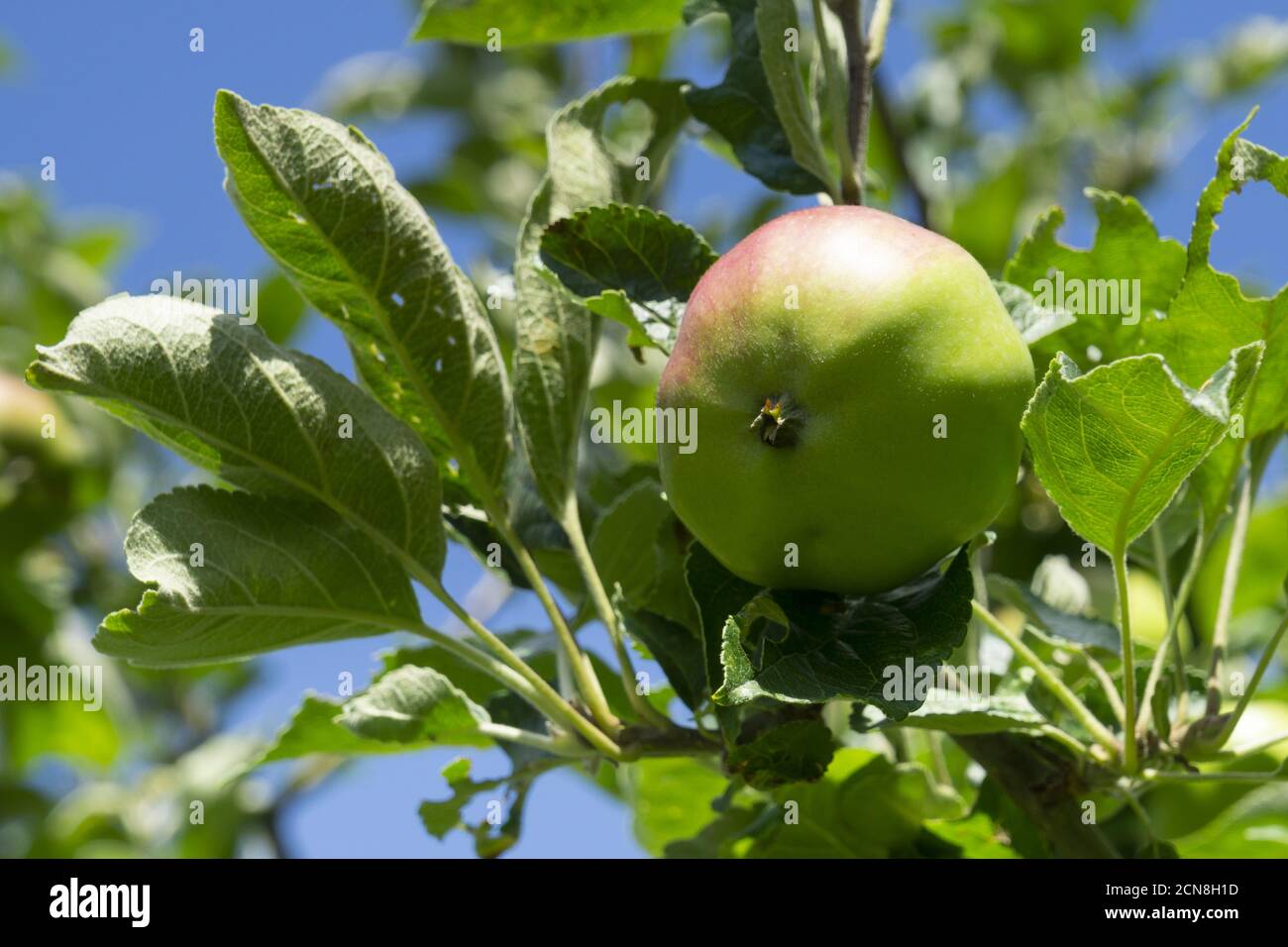 Apple is the pomaceous fruit of the apple tree hi-res stock photography ...