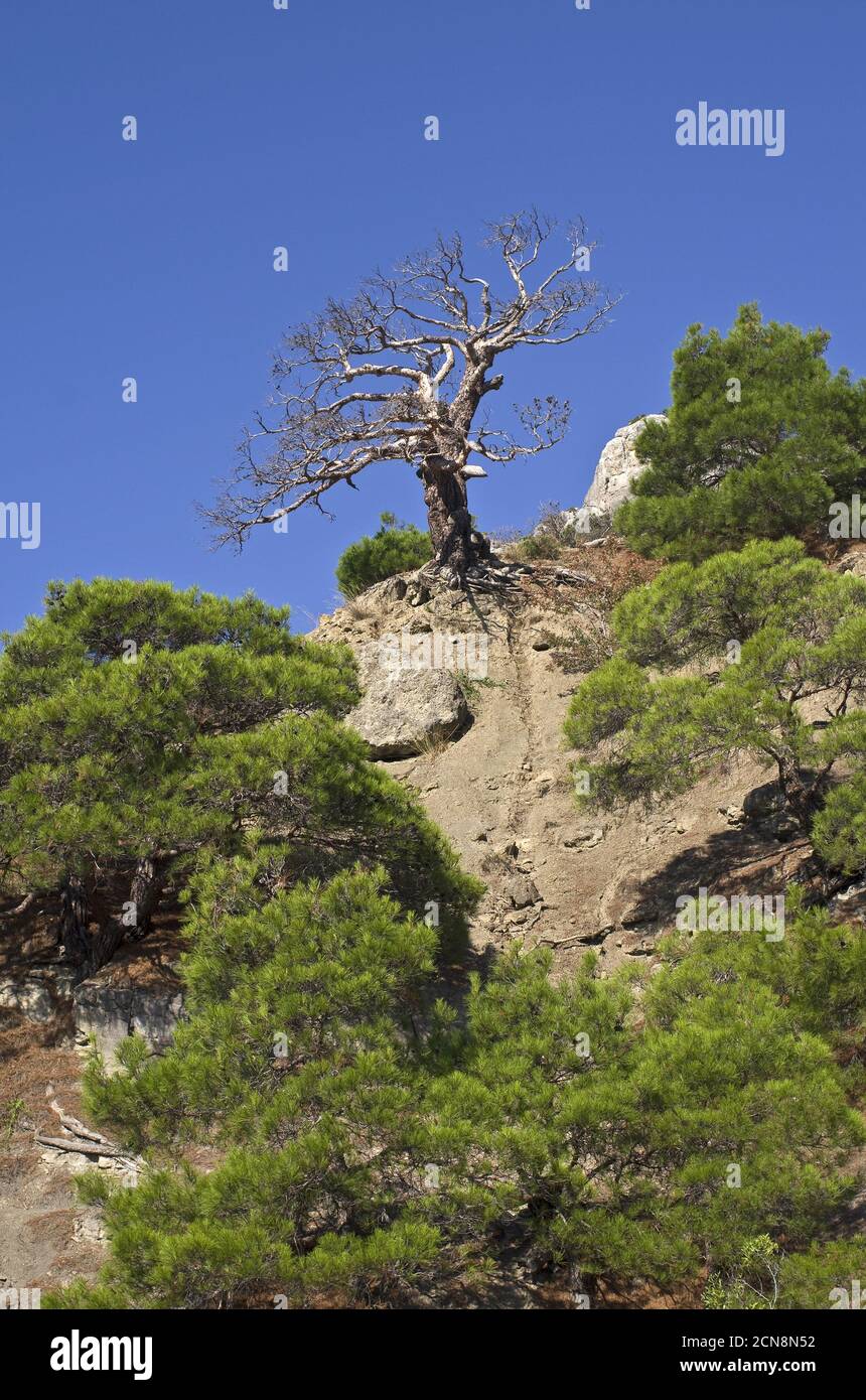 Dead pine tree in the mountains Stock Photo - Alamy