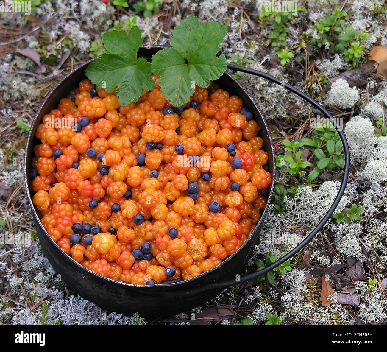 Cloudberry bush hi-res stock photography and images - Alamy