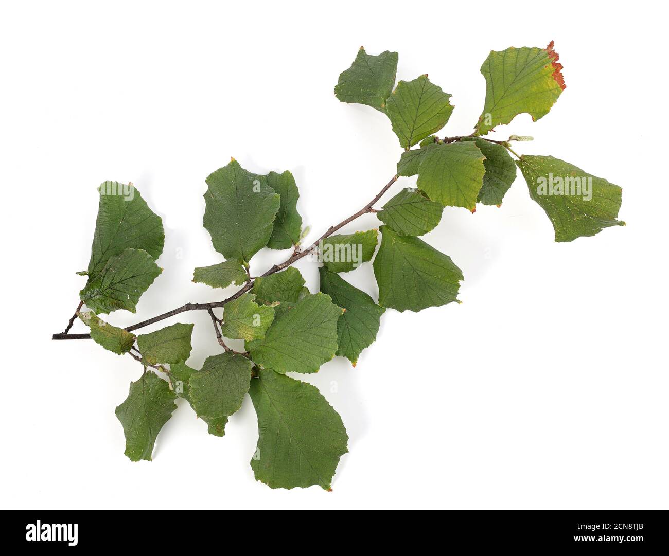 Hazelnut branch with green leaves on a white background Stock Photo - Alamy