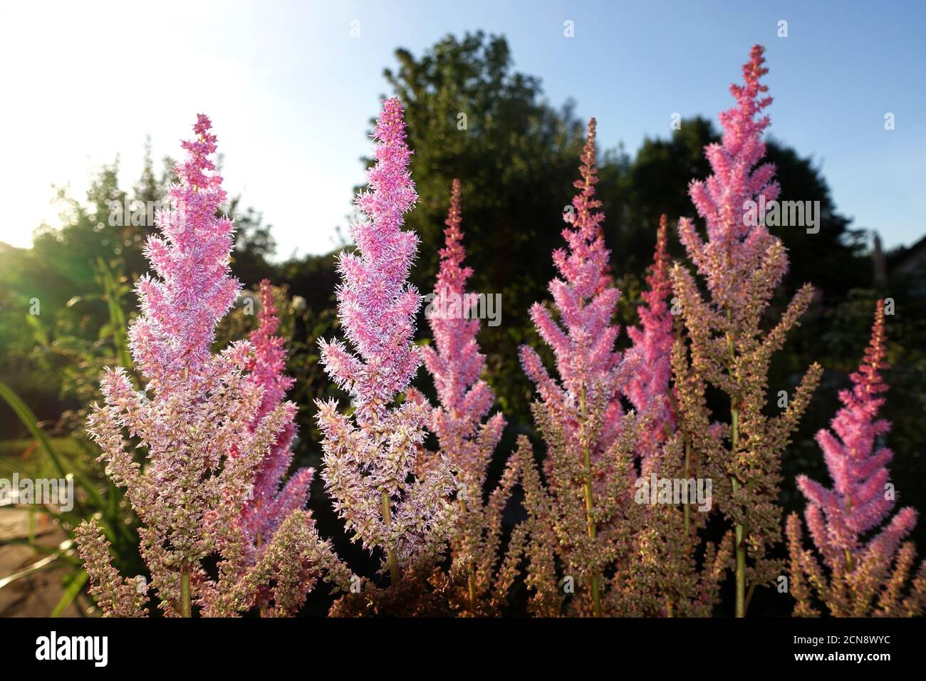 false goat's beard, tall false-buck's-beard or Chinese astilbe ...