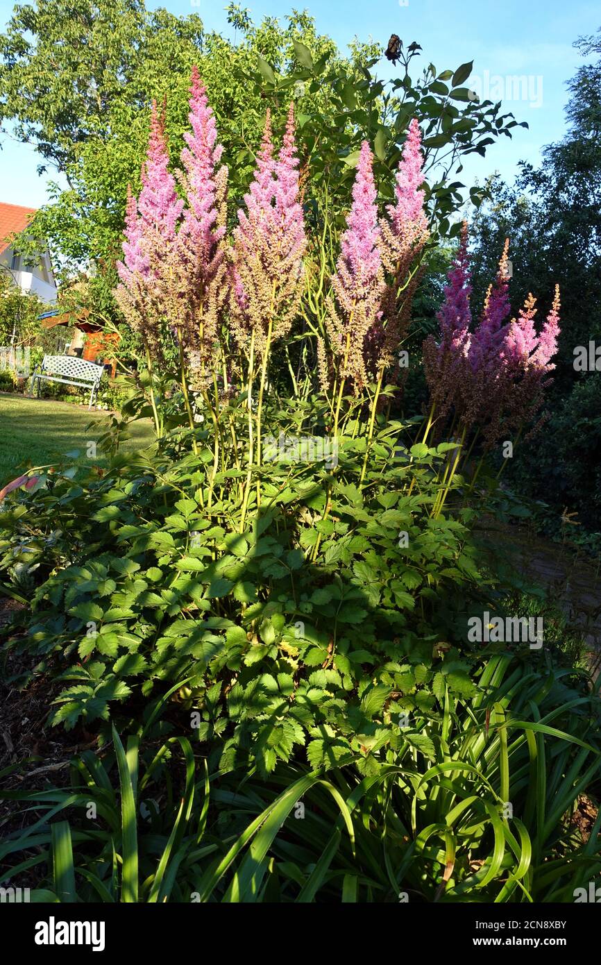 false goat's beard, tall false-buck's-beard or Chinese astilbe ...