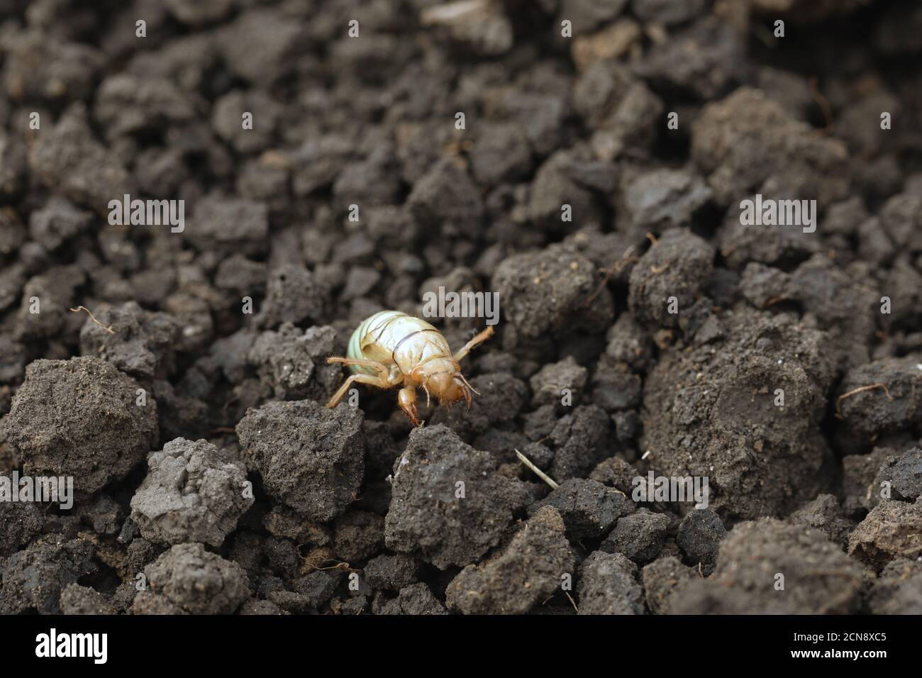 larva of Gryllotalpa gryllotalpa or European mole cricket digging ...