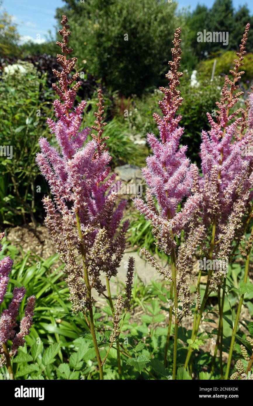 False goats beard flower hi-res stock photography and images - Alamy