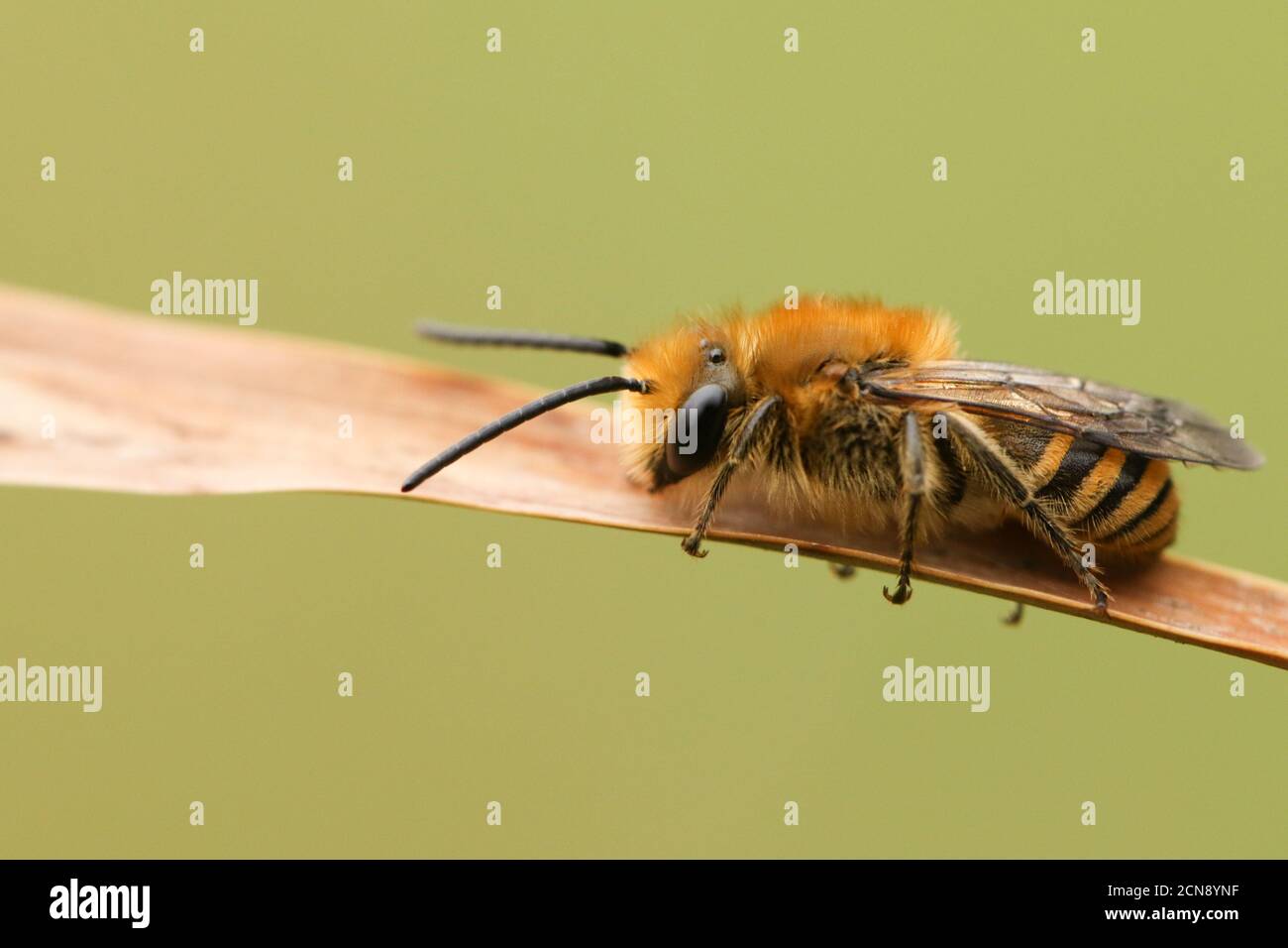 A pretty Ivy Bee, Colletes hederae, roosting on a reed Stock Photo - Alamy