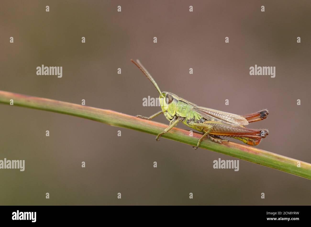 A pretty Meadow Grasshopper, Chorthippus parallelus, perching on grass ...