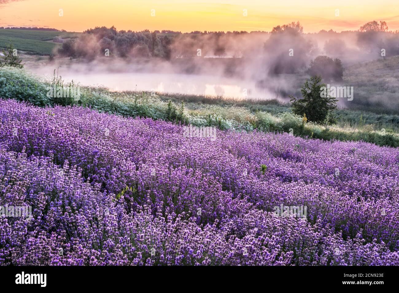 Lavender Mist High Resolution Stock Photography and Images - Alamy