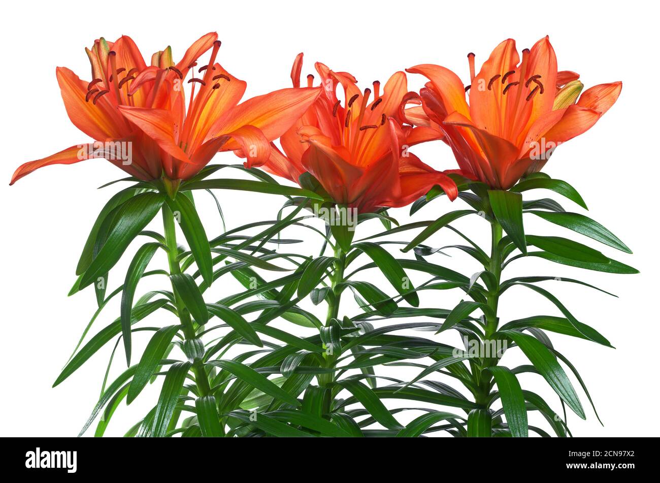 Three orange lilies isolated on a white background Stock Photo - Alamy