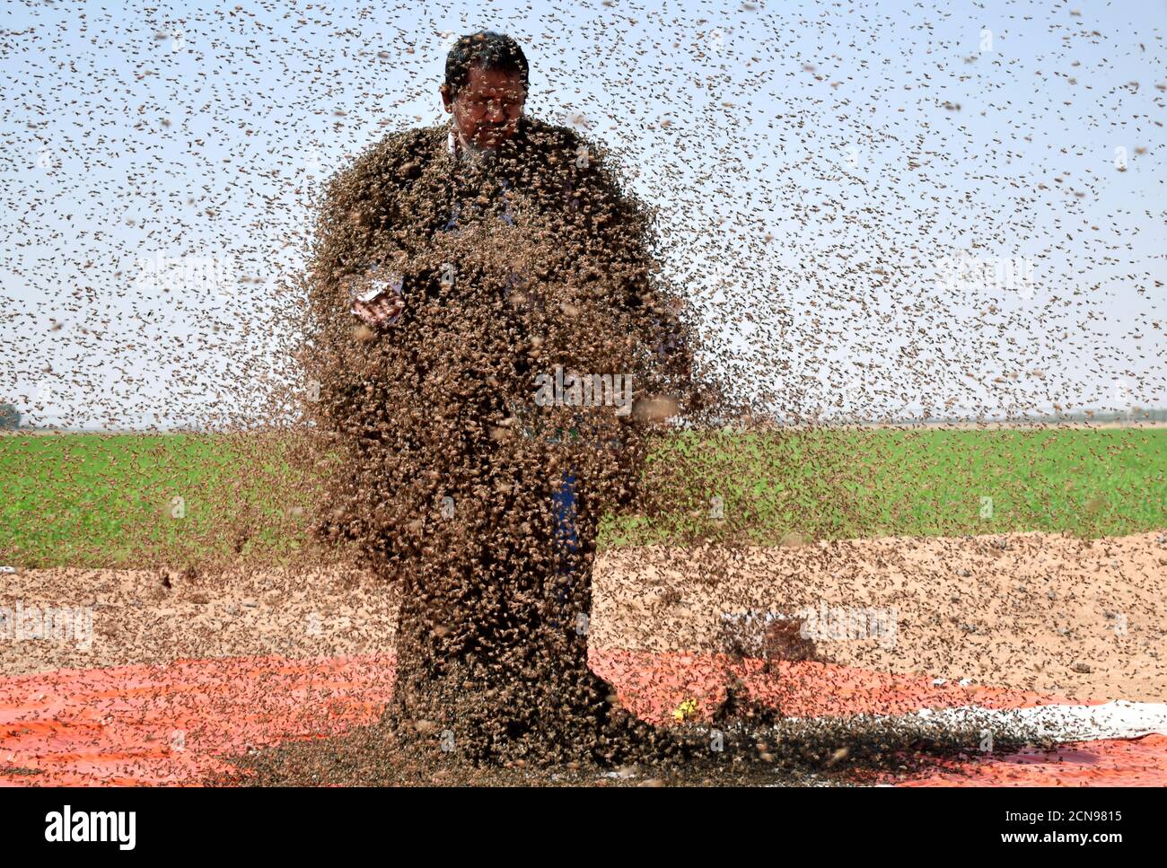 Man covered in bees hi-res stock photography and images - Alamy