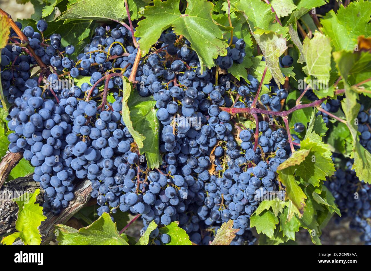 Dark ripe hi-res stock photography and images - Alamy