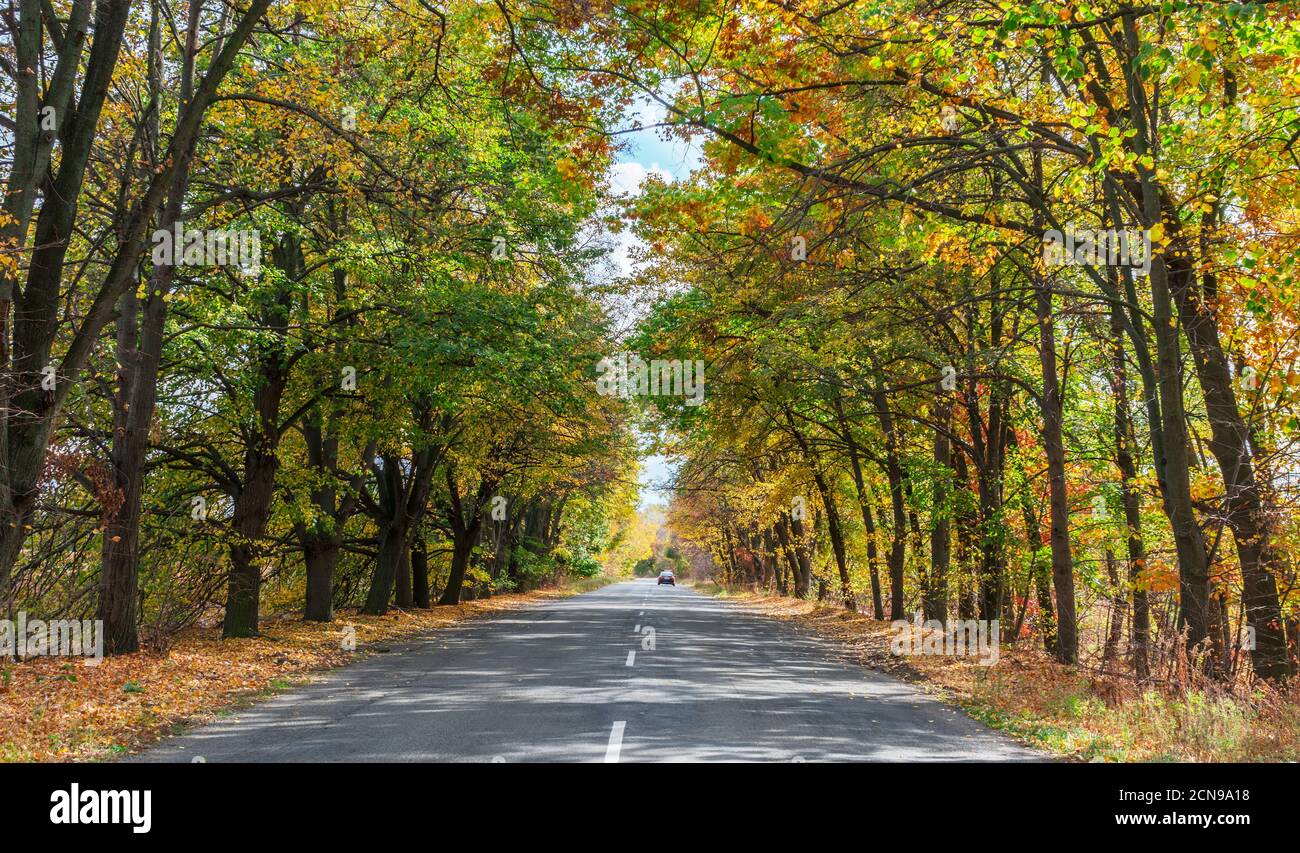 The road passing beneath the arch of autumn tree branches. Natural ...