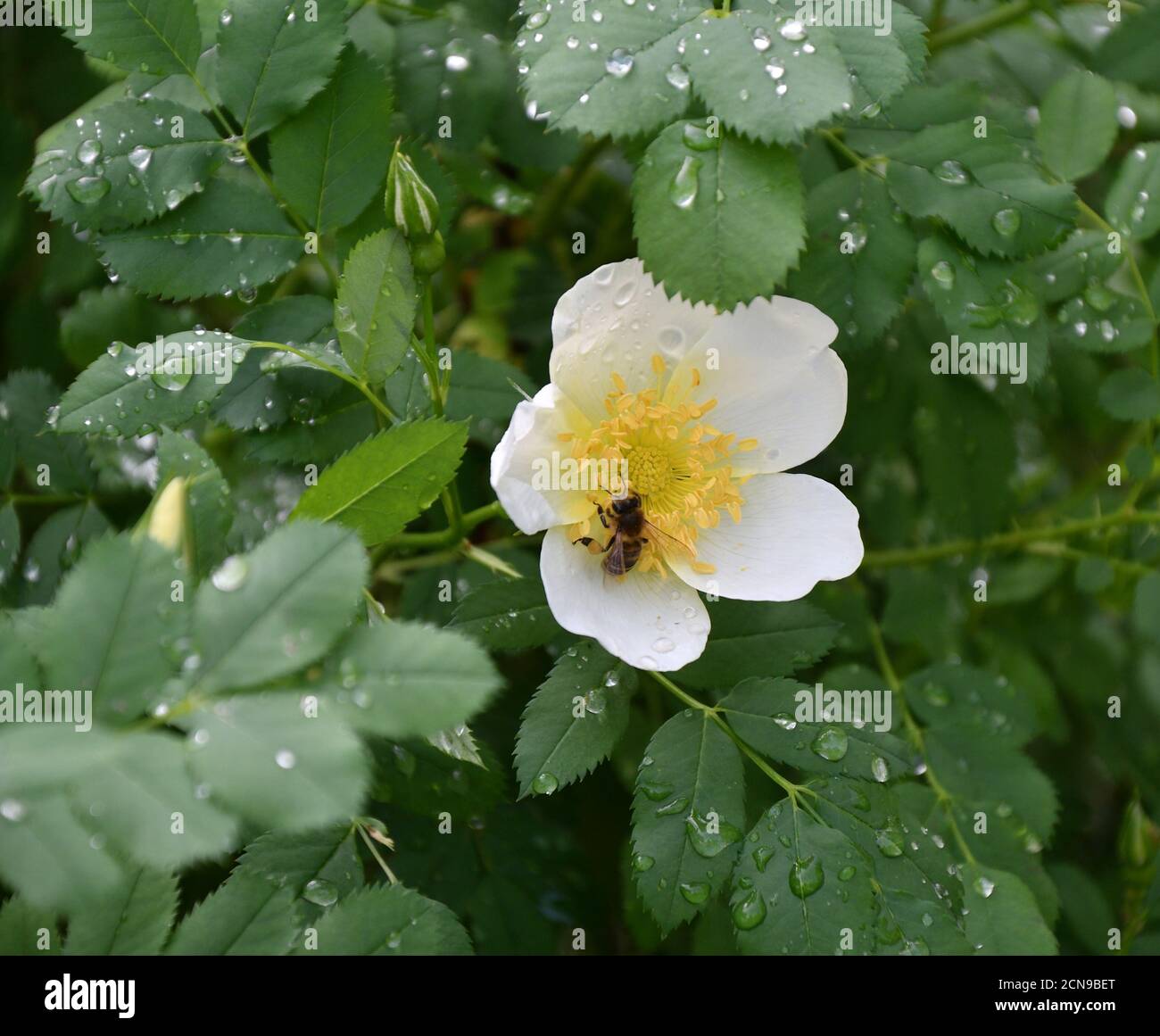 White rosehip flower after rain in spring garden Stock Photo - Alamy