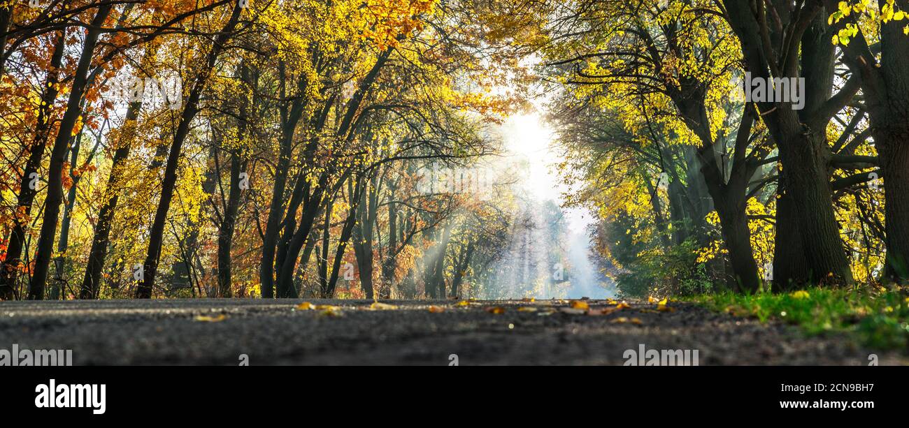 Beautiful autumn landscape with the yellow - orange trees, road and the ...