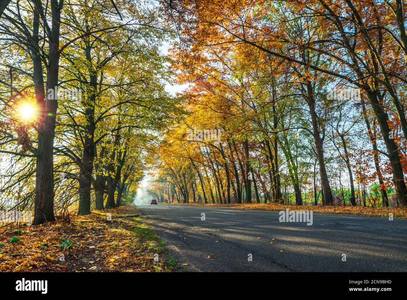 Beautiful autumn landscape with the yellow - orange trees, road and the ...