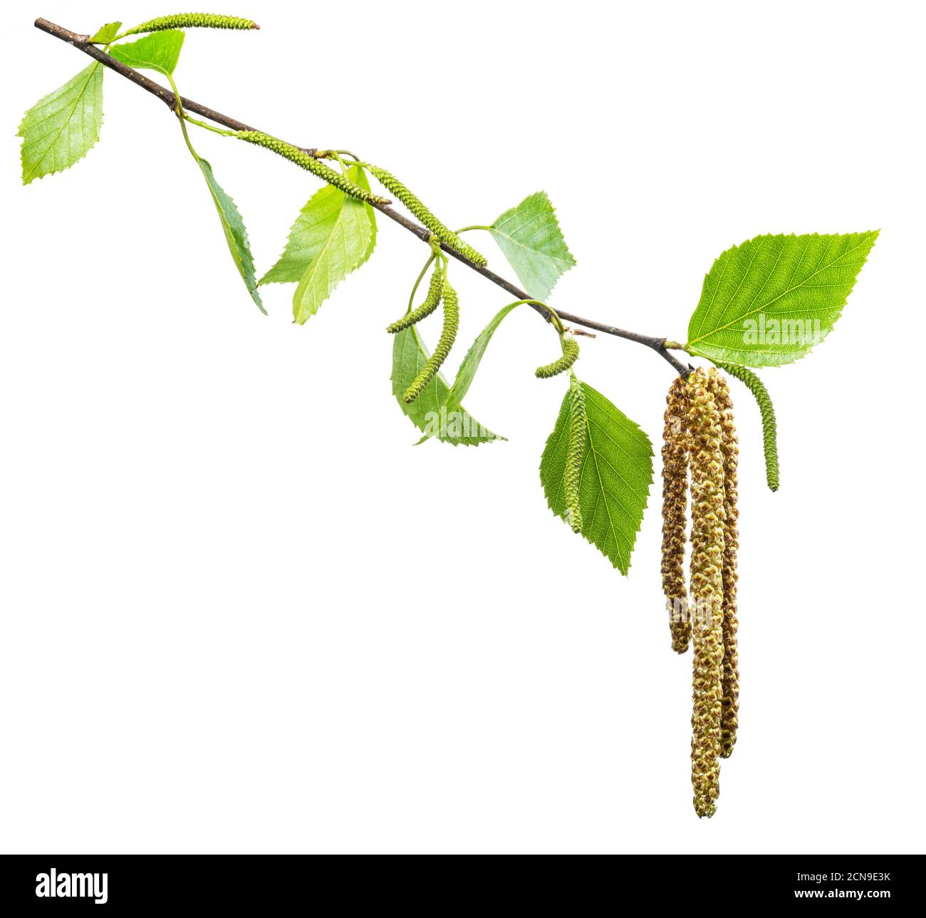 Green birch branch on white background. Symbol of birch tree which is ...