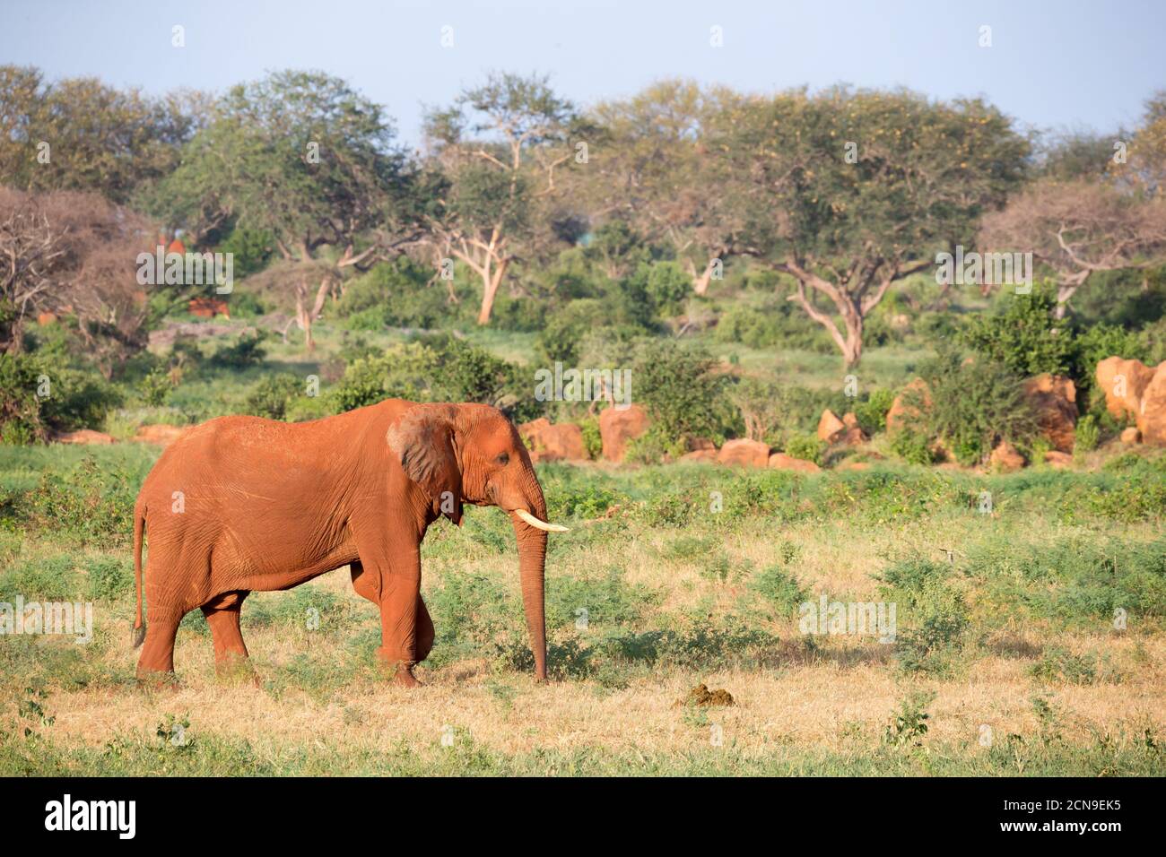 A big red elephant walks through the savannah between many plants Stock ...