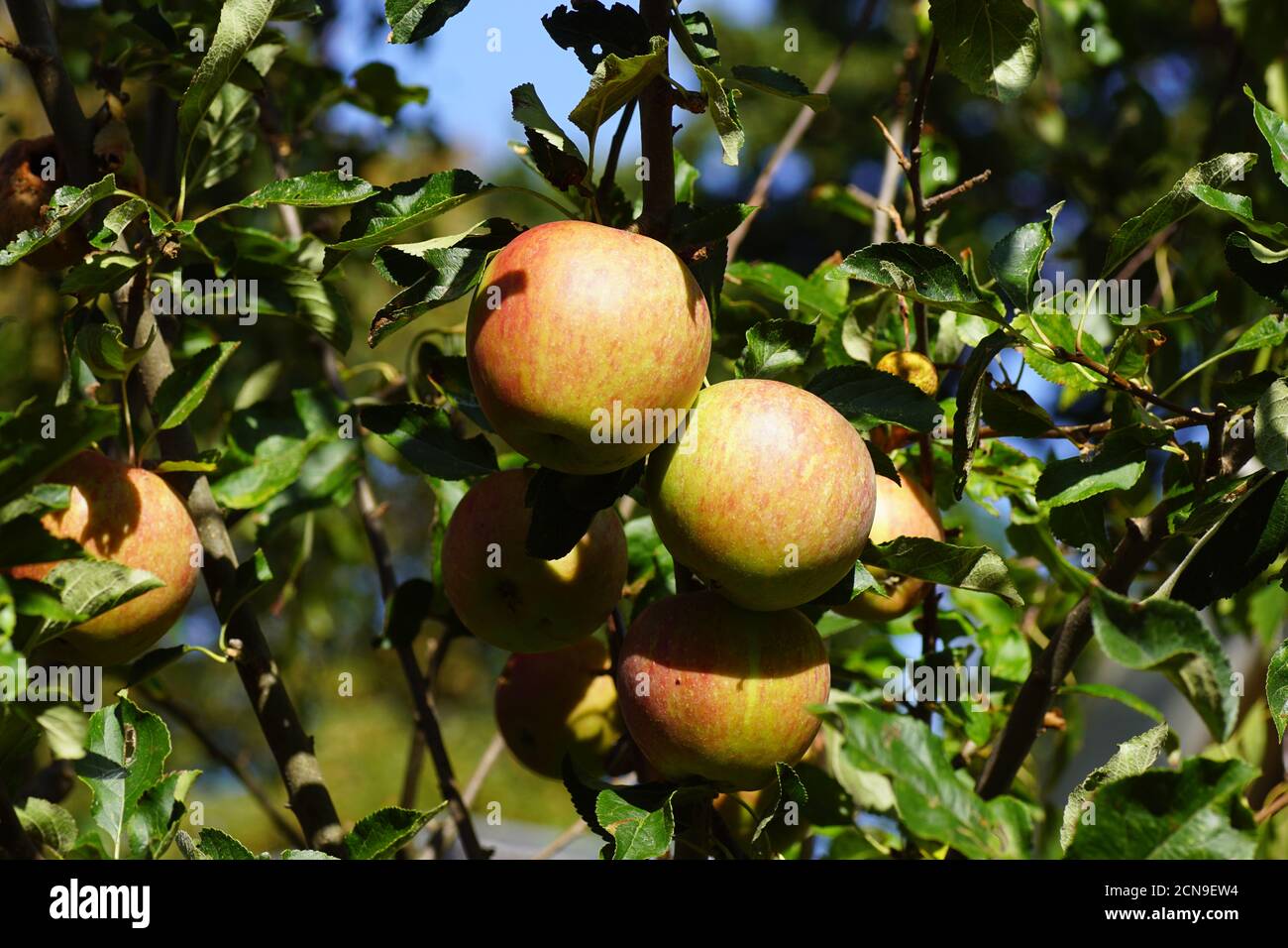 Jonathan apples hanging on an apple tree in a Dutch garden, Late summer ...
