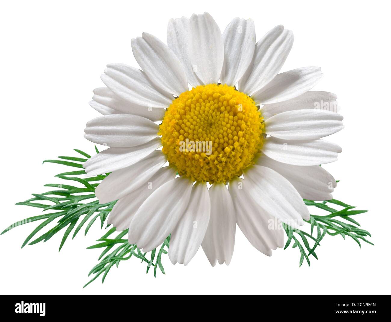 Chamomile flower with chamomile leaves isolated on a white background ...