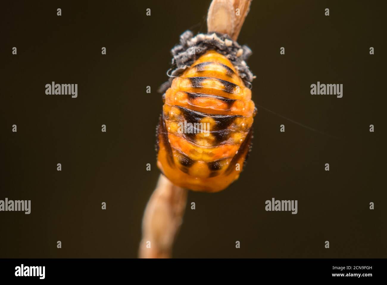 Macro of Ladybug hide on dry pollen in nature.Selective focus Stock ...