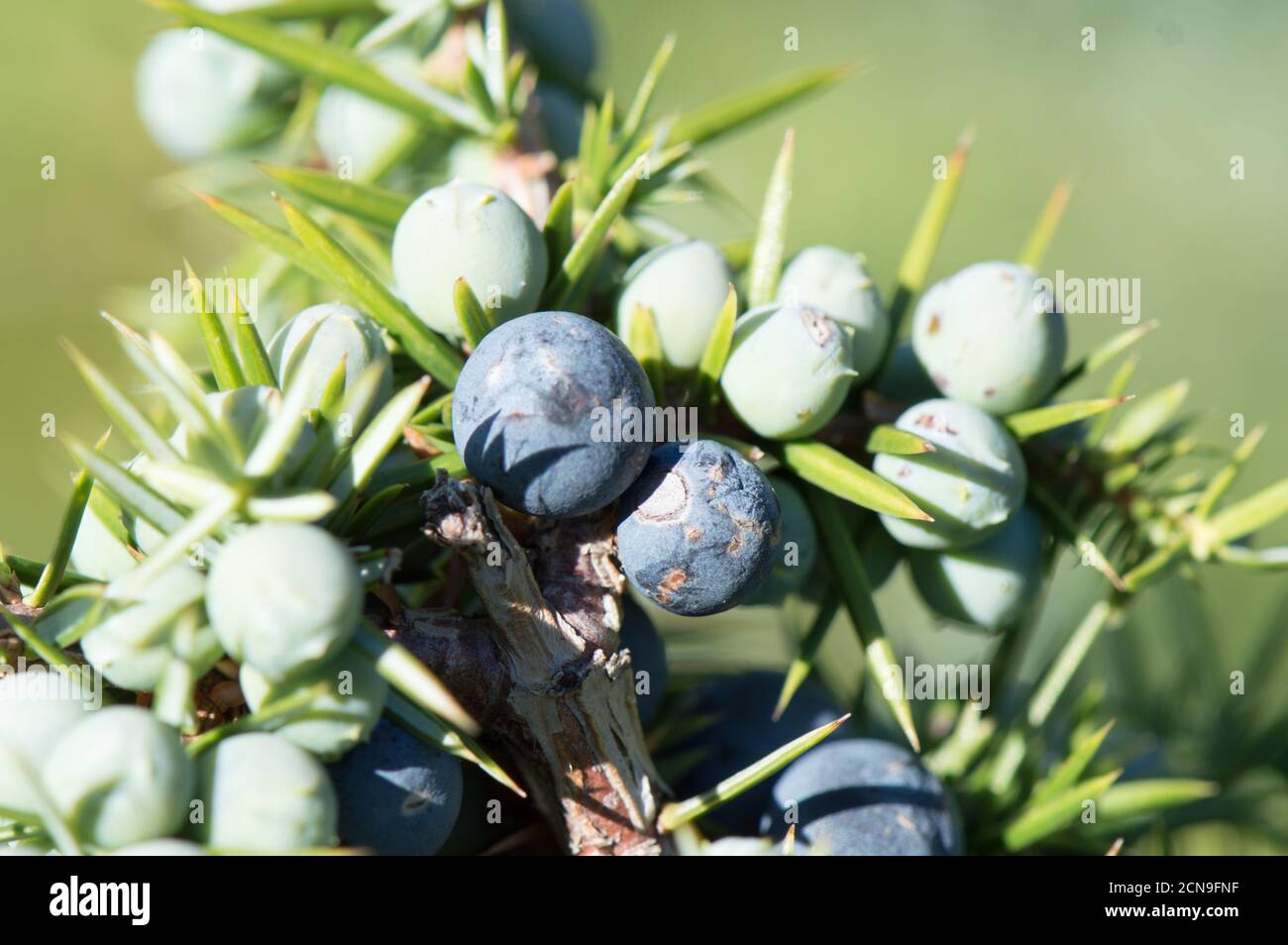 Leaves of juniperus communis hi-res stock photography and images - Alamy