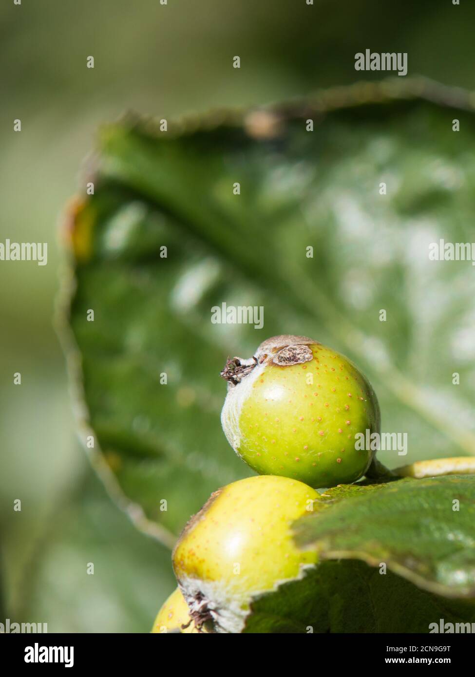 Edible wild plant, unripe common whitebeam fruit, Sorbus aria, from ...